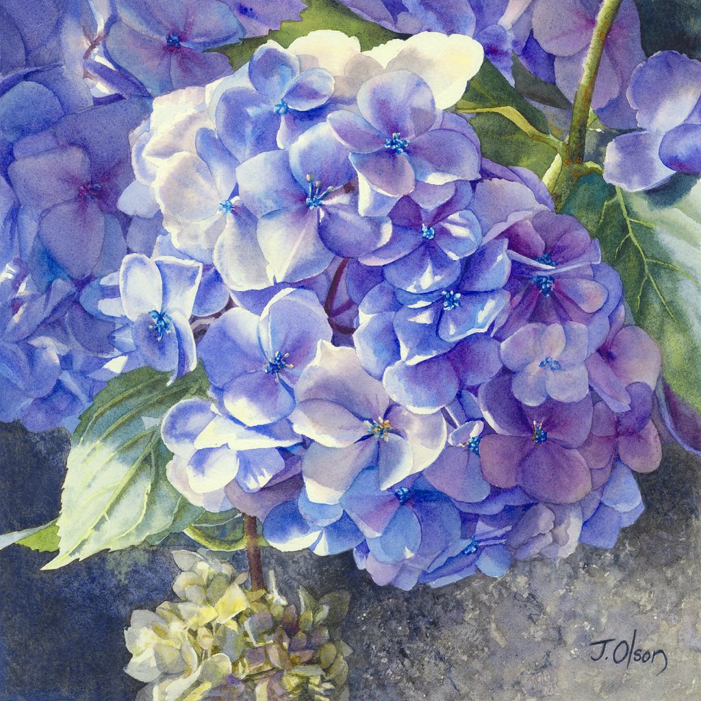 Hydrangea - Jennifer Olson Studios